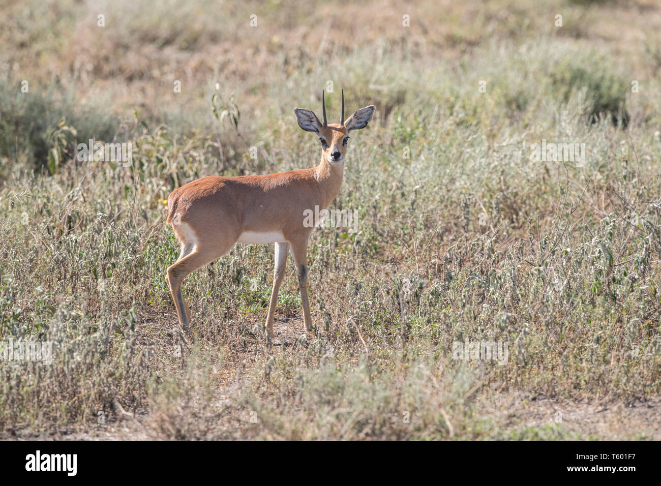 Oribis High Resolution Stock Photography and Images - Alamy