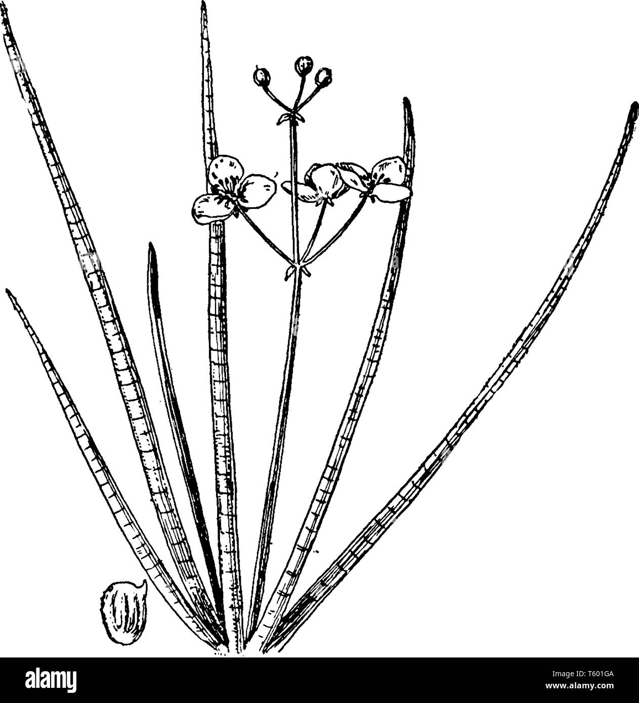 Tube like leaves Stock Vector Images - Alamy