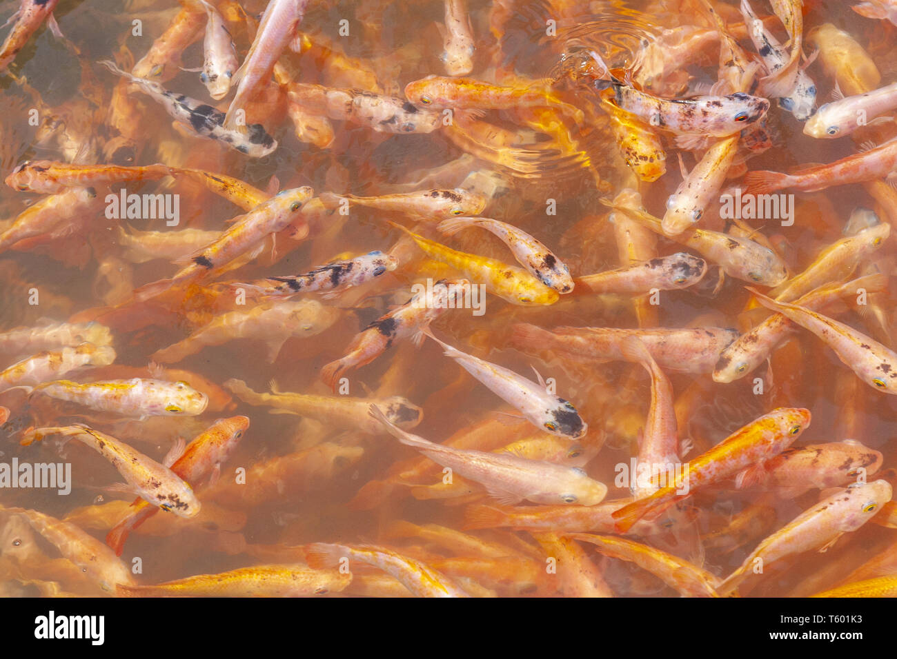 a lot of red fish for fish pilling on koggala lake, Galle district, Sri ...