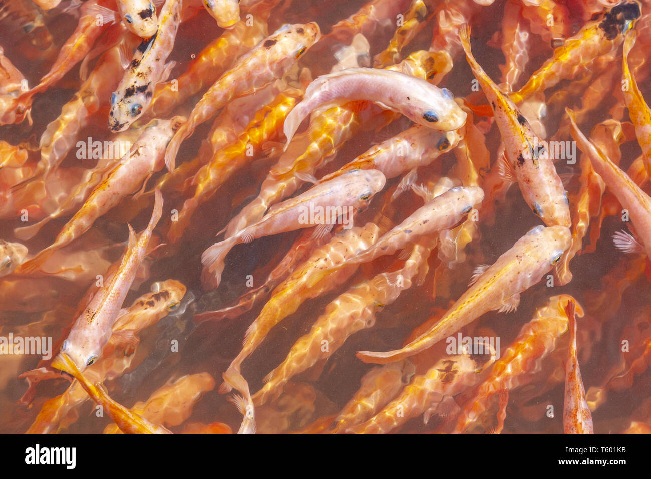 a lot of red fish for fish pilling on koggala lake, Galle district, Sri ...