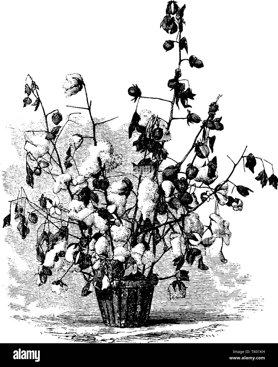 Cotton fiber Stock Vector Images - Alamy