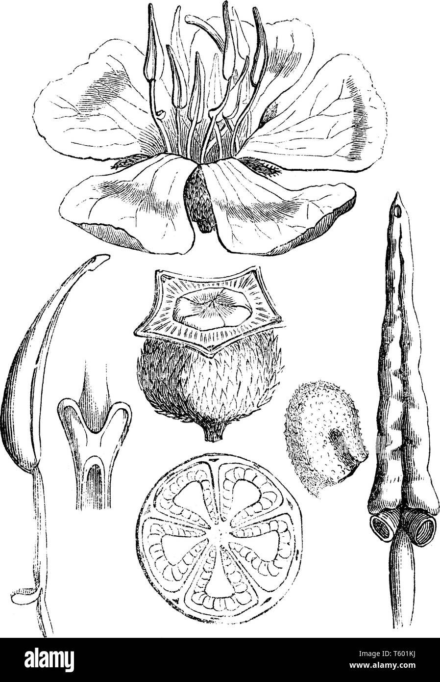 Fruit Dra Stock Vector Images - Alamy