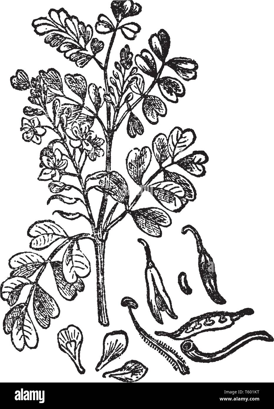 Logwood tree hi-res stock photography and images - Alamy