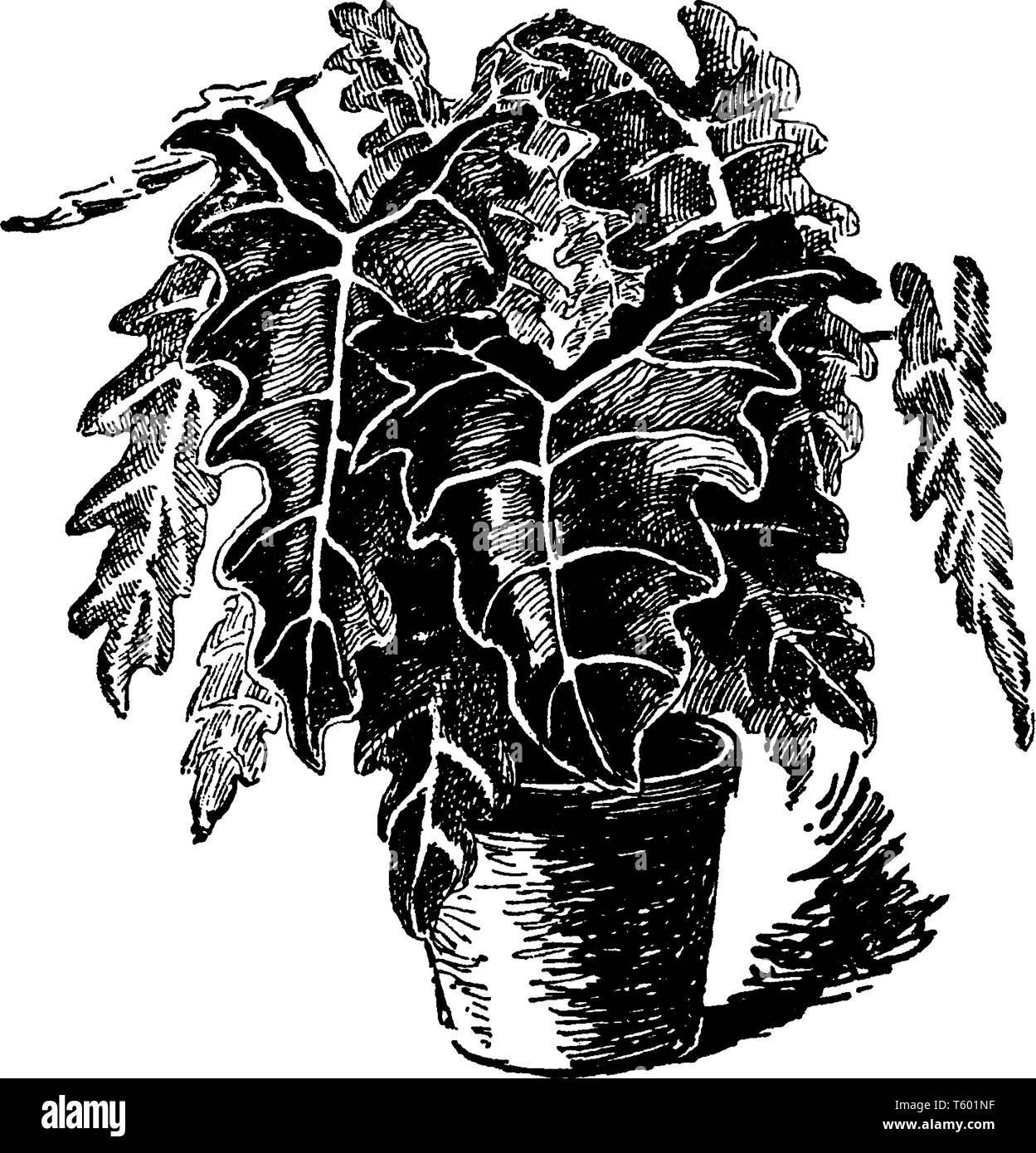 This picture is showing an alocasia sanderiana. The leaves are broad ...