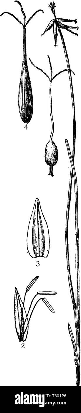 Muskeg Stock Vector Images - Alamy