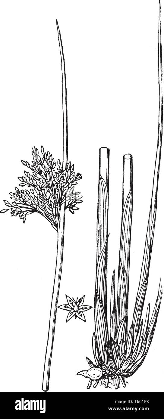 Stem attached Stock Vector Images - Alamy