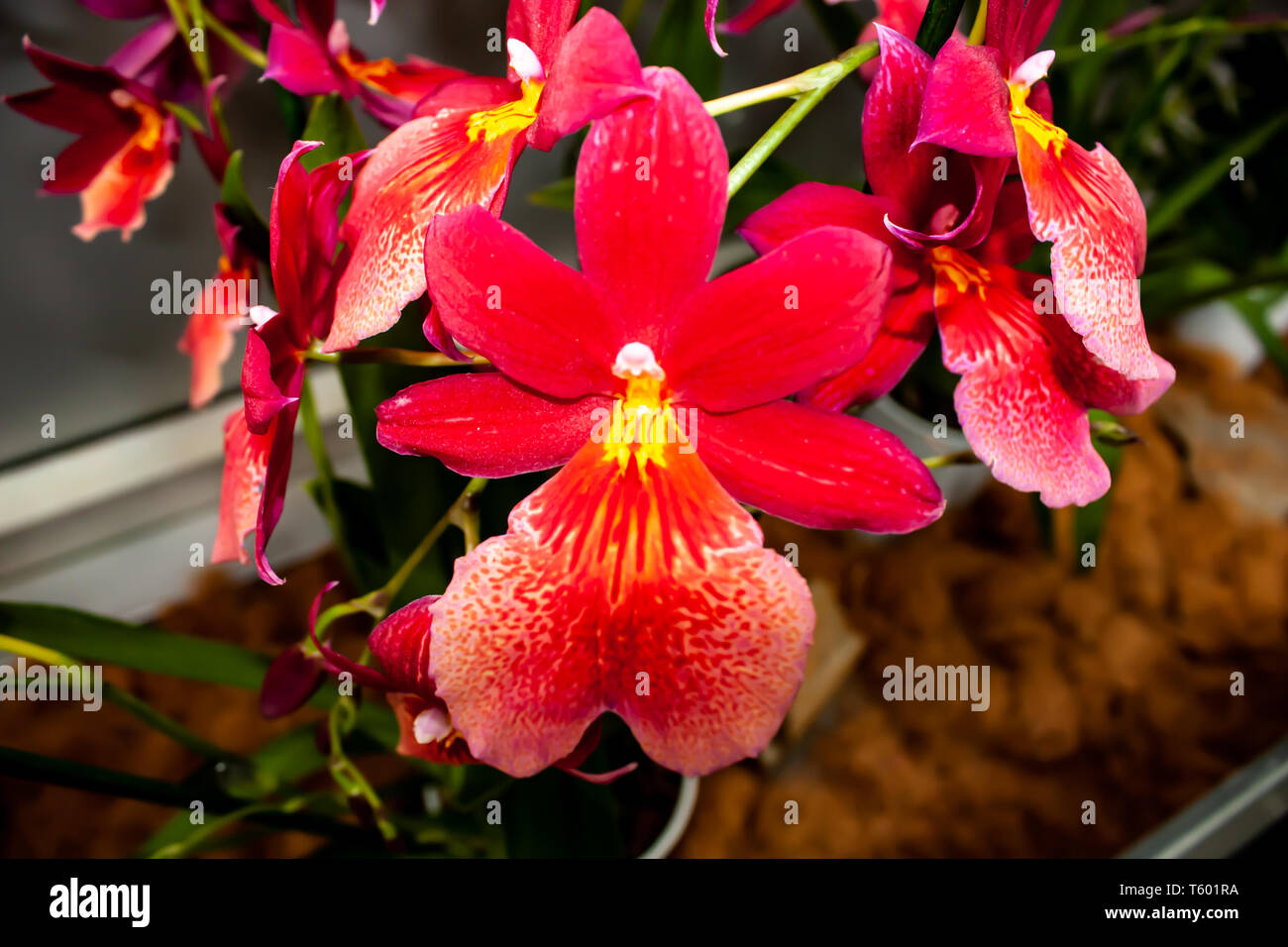Beautiful red orchid hi-res stock photography and images - Alamy