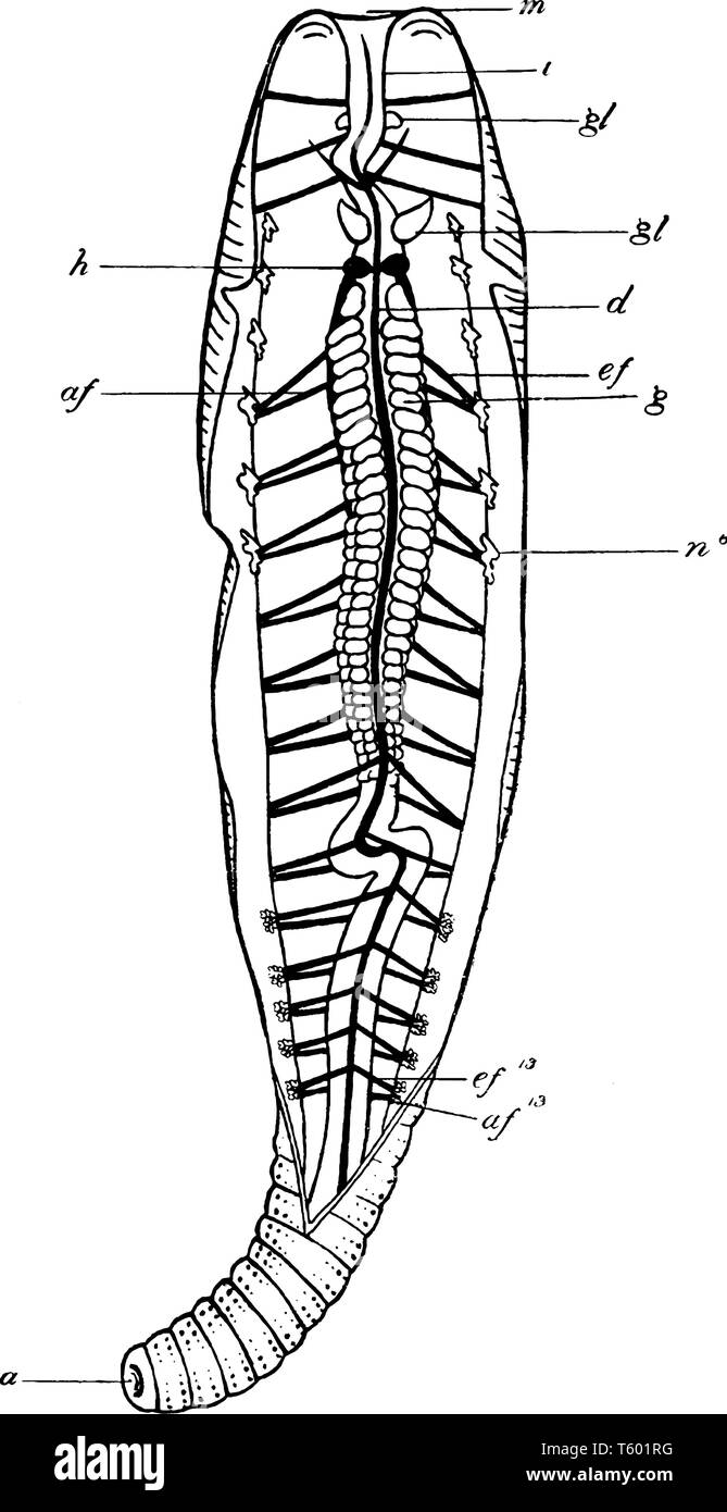 Lob Worm is the Britain largest earthworm also known as the common ...