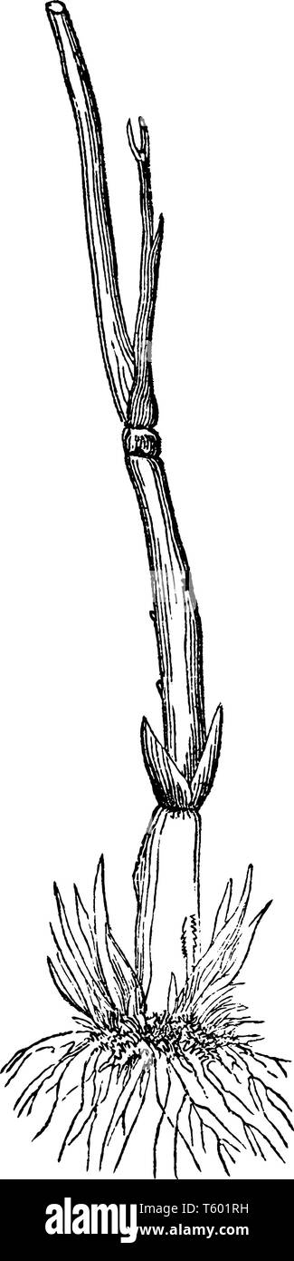 Node line Stock Vector Images - Alamy