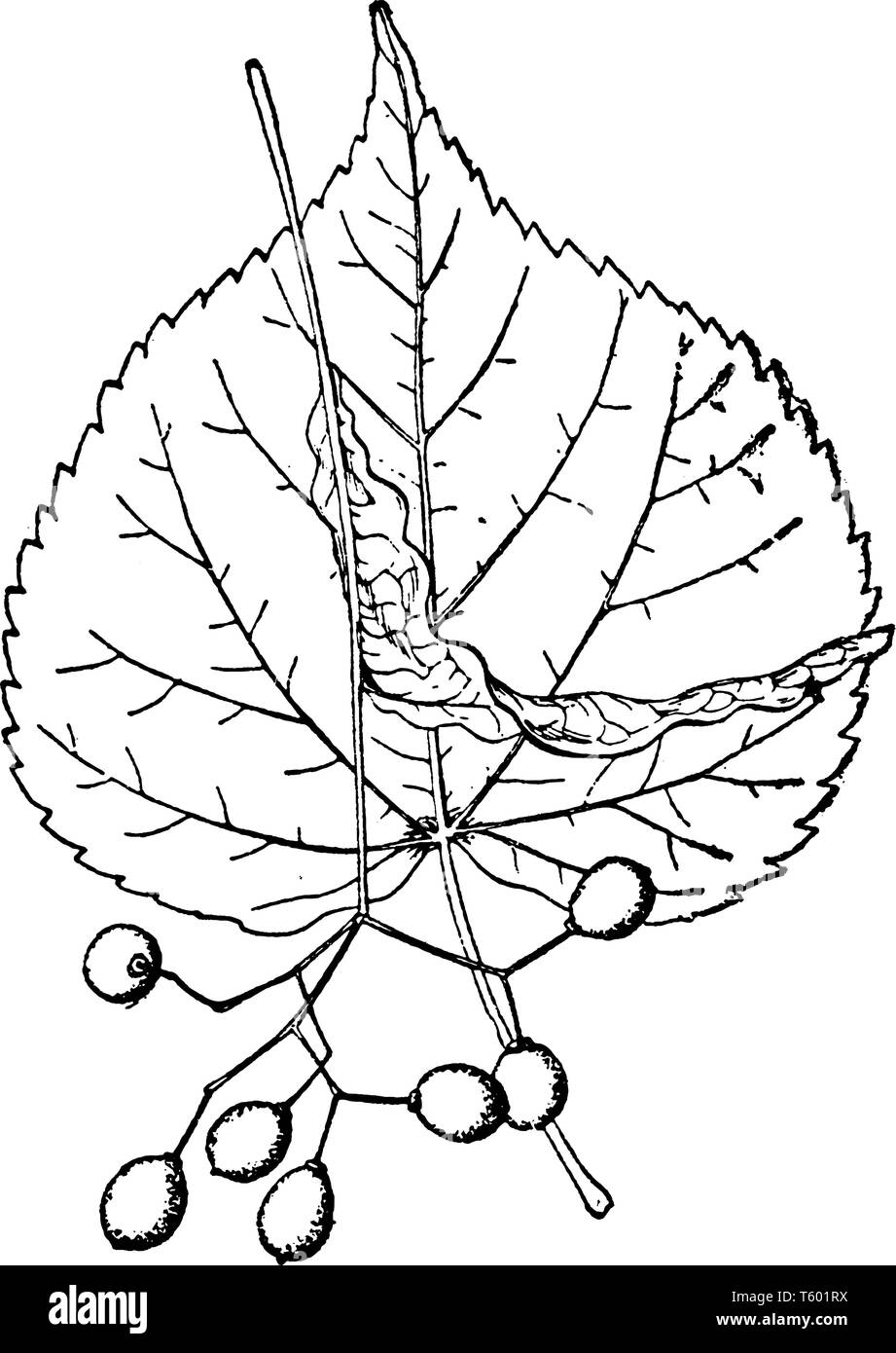 Tilia cordata Stock Vector Images - Alamy