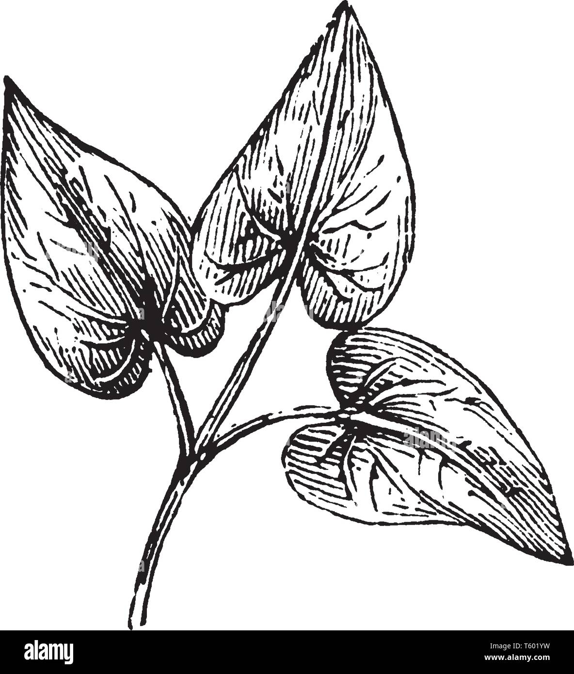 A picture showing the acute leaves which are sharp at the end, vintage ...