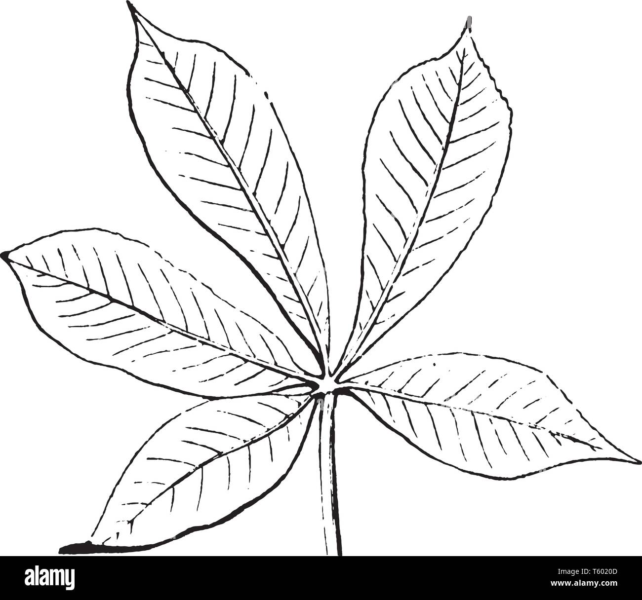 Leaf midrib Stock Vector Images - Alamy