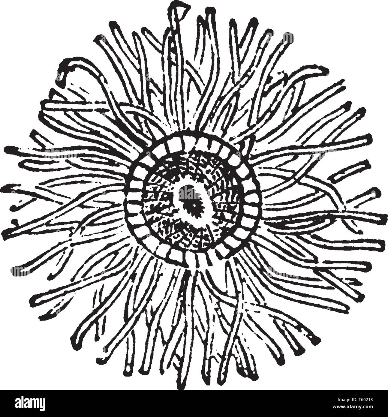 Actinia is a genus of sea anemones in the family Actiniidae, vintage ...