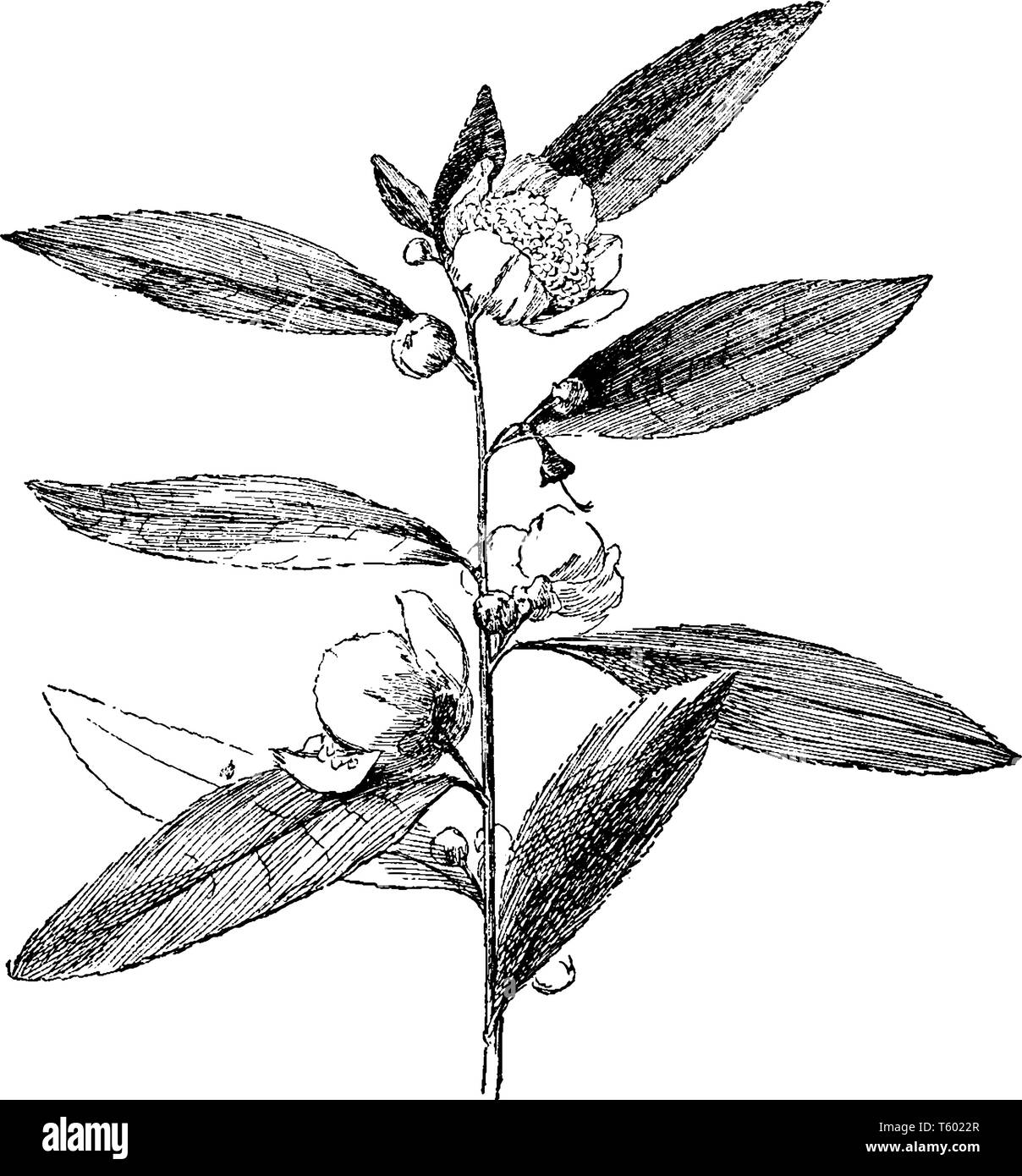 Leaves and flowers are borne on stem. A leaf is lanceolate shaped and ...