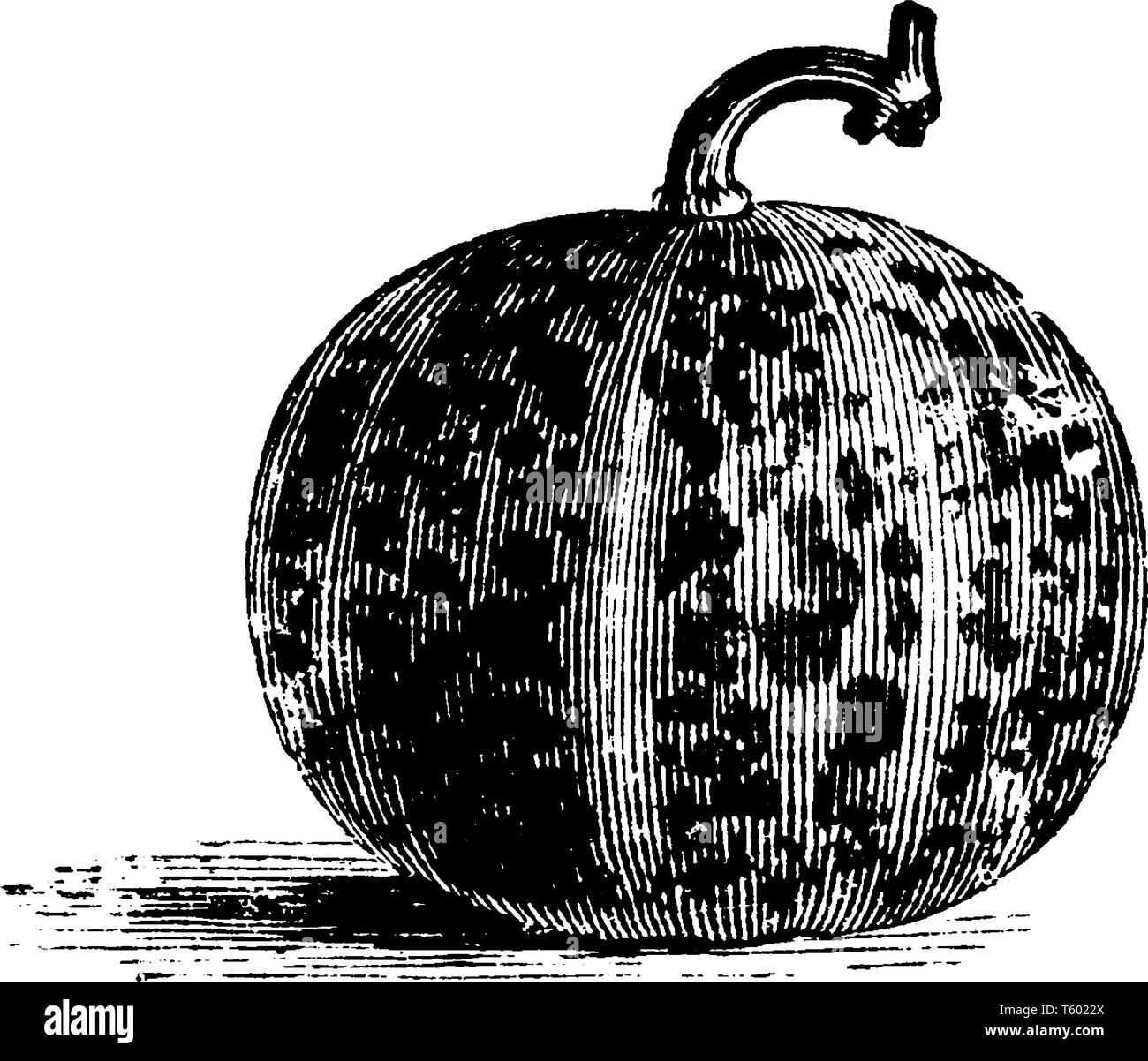 A picture showing Queen Anne's Pocket Melon which is also known as the ...