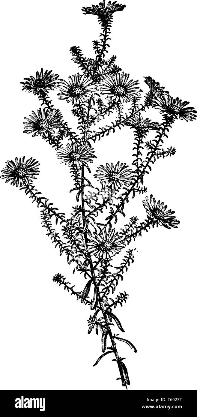 Daisy flower blooming on Stock Vector Images - Alamy