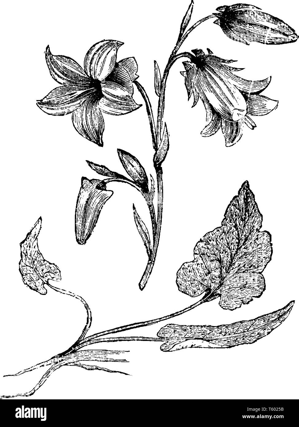 Flowering of lavender Black and White Stock Photos & Images - Alamy