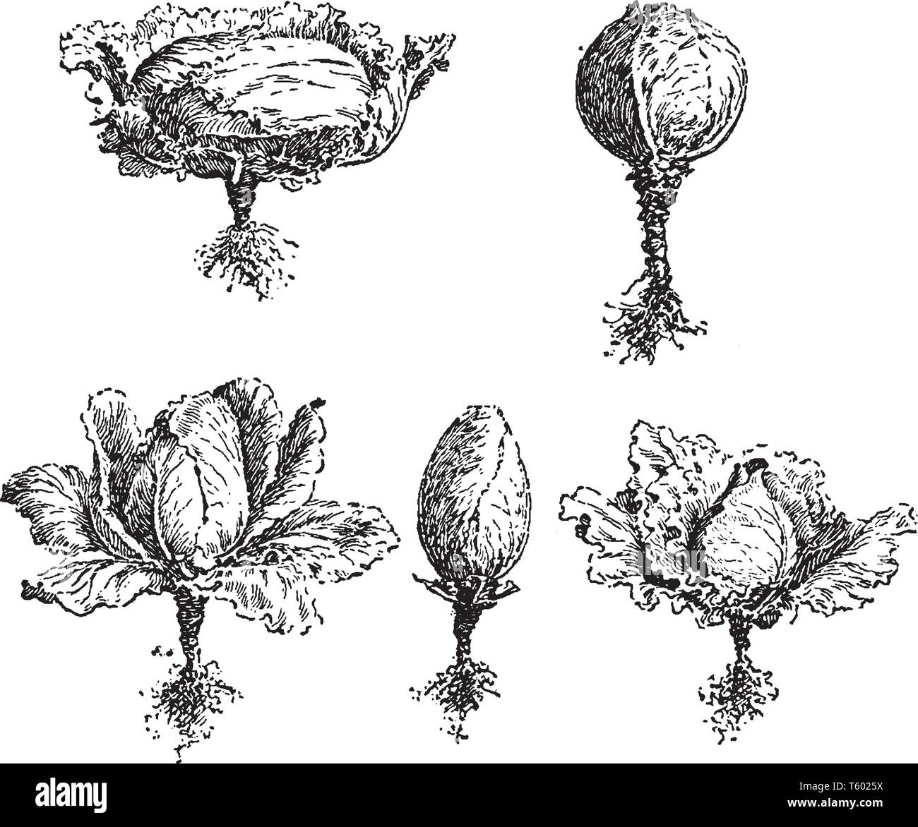 Cabbage comes in many forms the shapes like flat, egg shape, oval ...