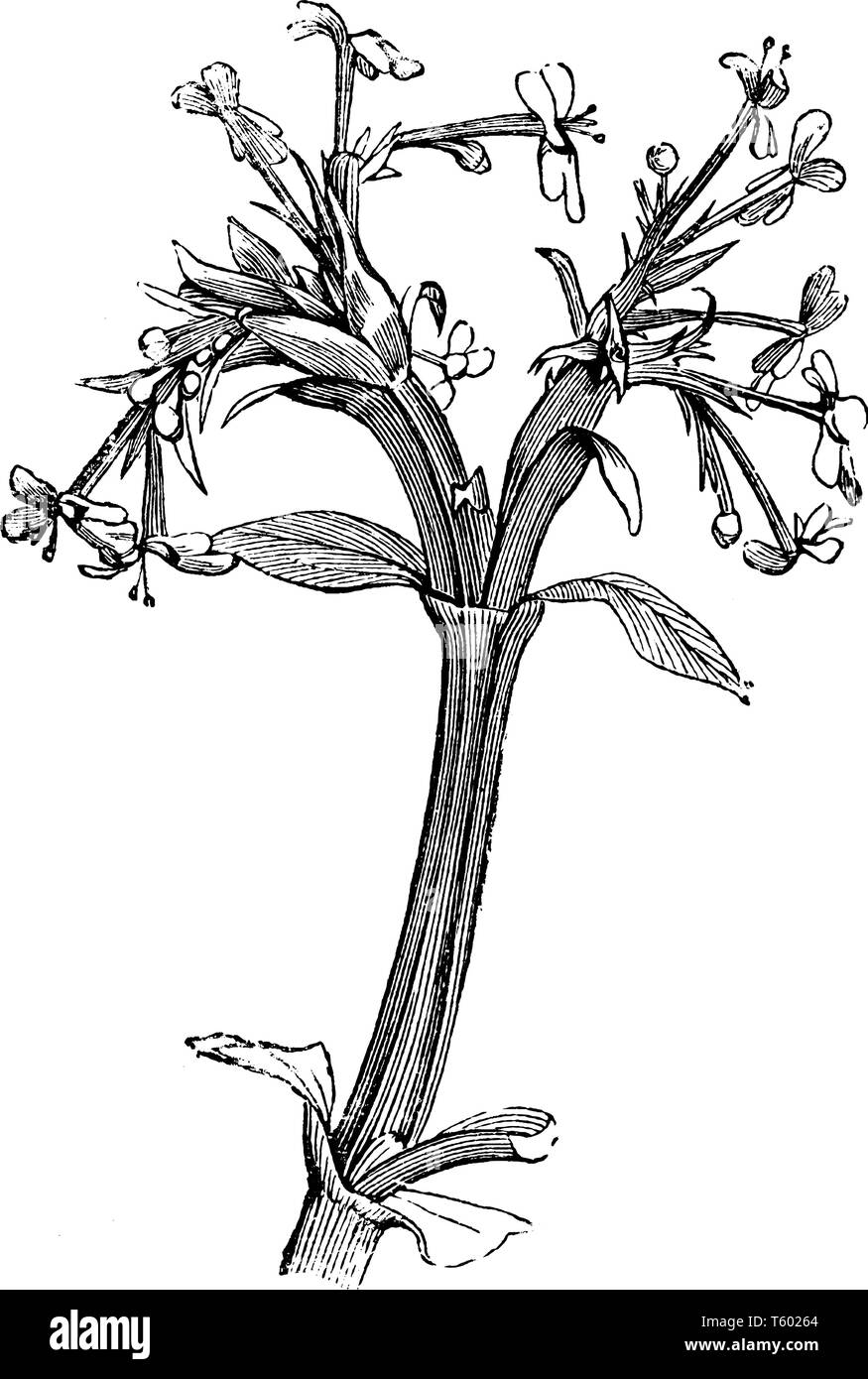 Fedia Stock Vector Images - Alamy