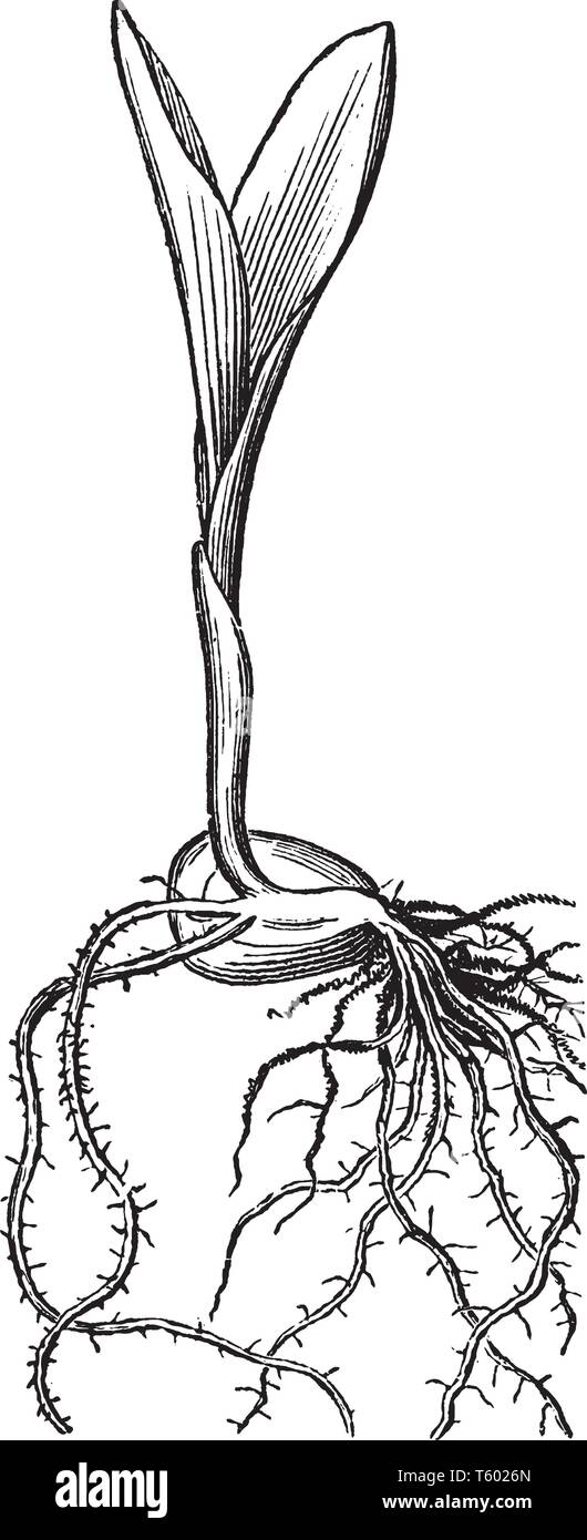 This picture showing Indian corn root and two leaves growing, vintage ...