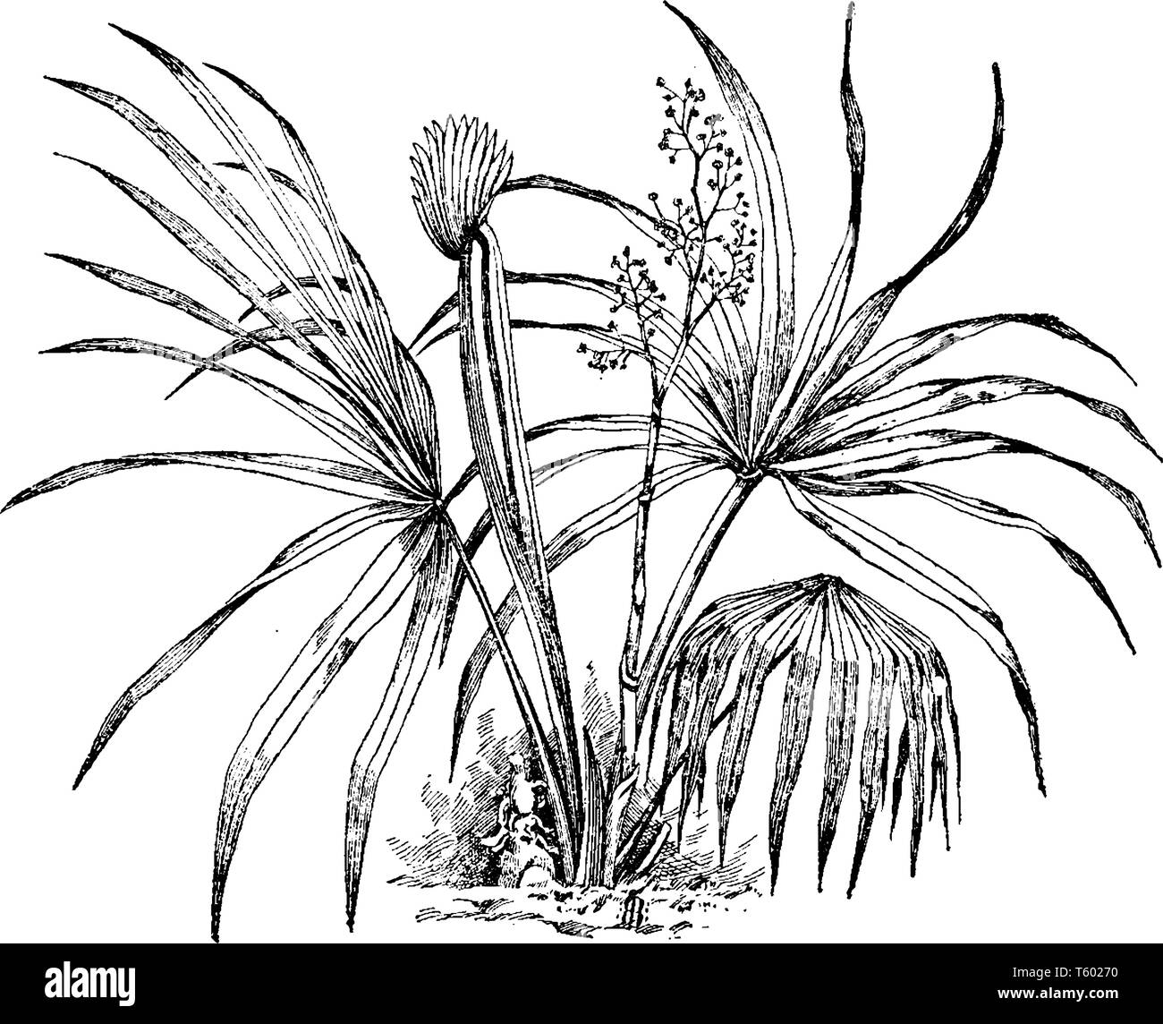 United states south central Black and White Stock Photos & Images - Alamy