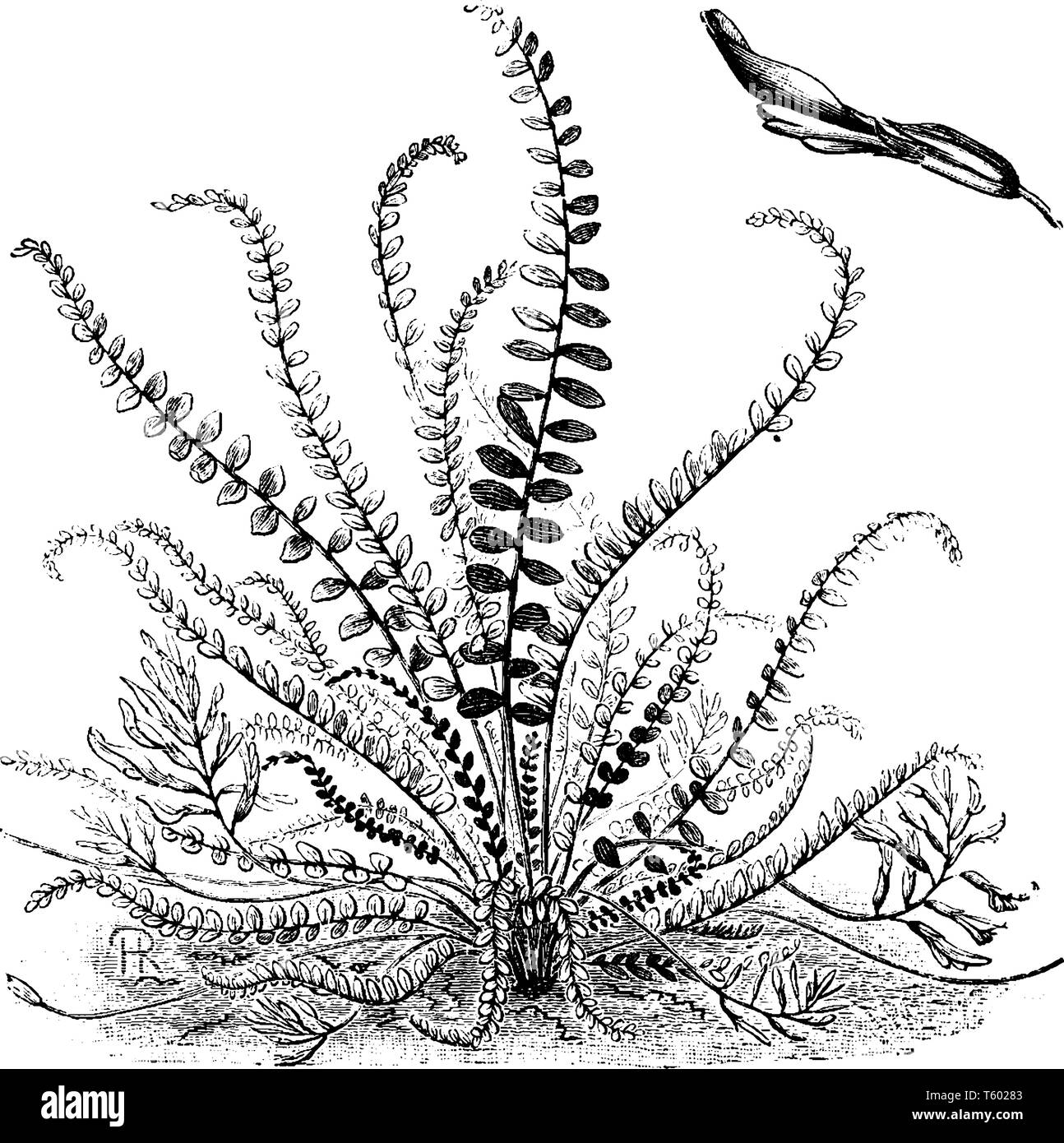 Plant with long stalk and leaves hi-res stock photography and images ...