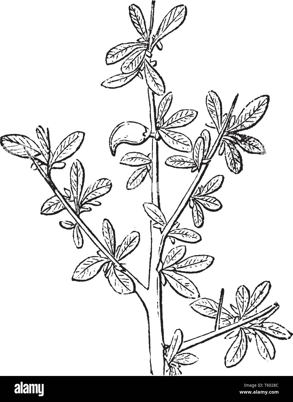 Myrrh plant hi-res stock photography and images - Alamy