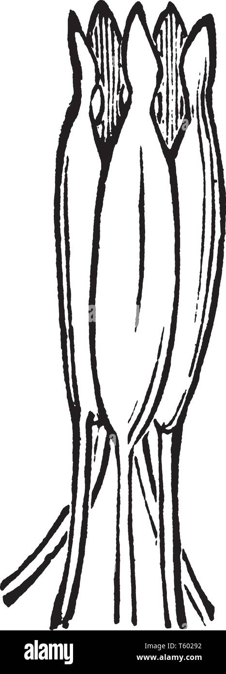 A picture is showing the five syngenesis stamens of a Coreopsis ...