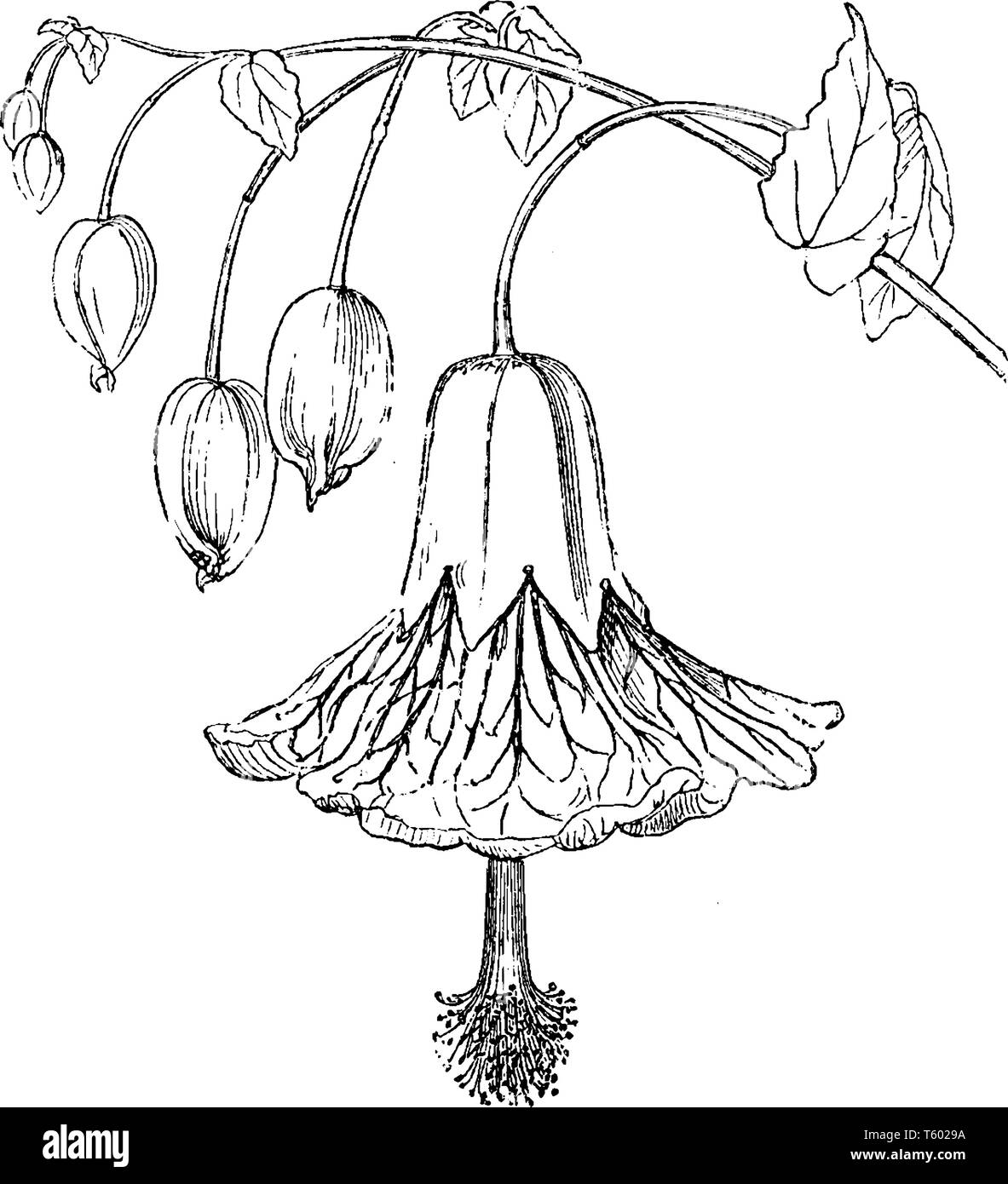 Bell shaped flowers Black and White Stock Photos & Images - Alamy