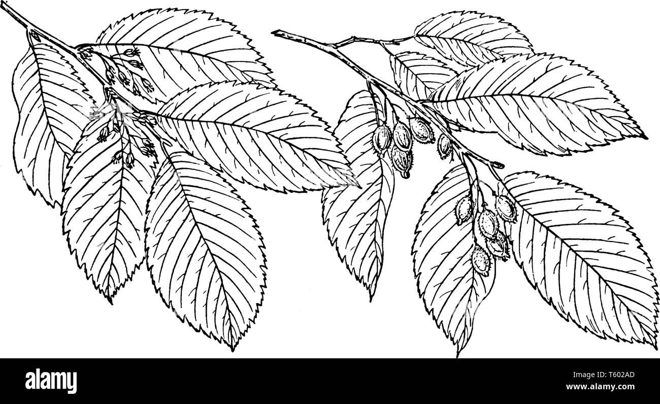 A branch of a September Elm tree, native to a select few states in ...