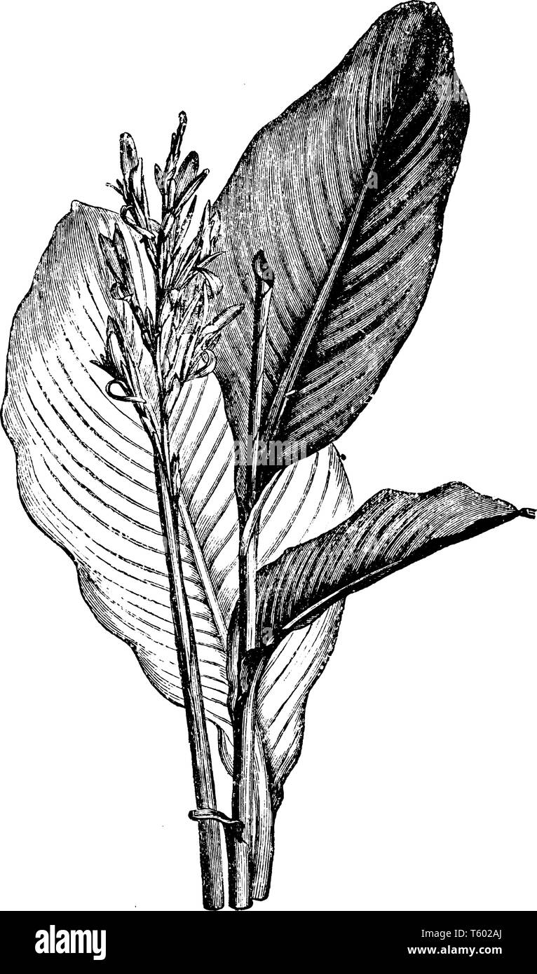 Light yellow or cream flowers Stock Vector Images - Alamy