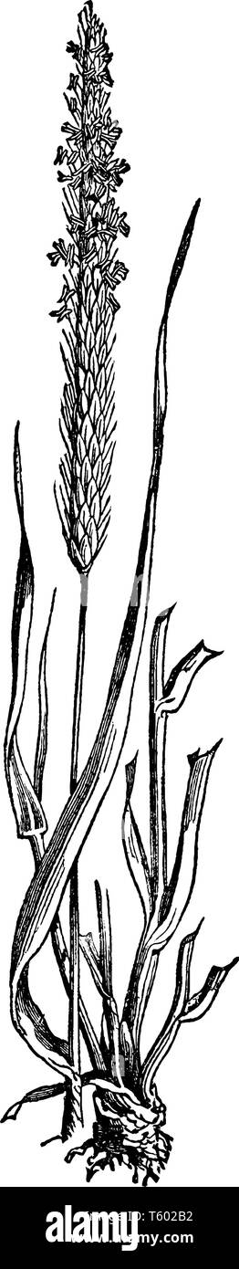 The seed growing from long stem and leaves are very long length ...