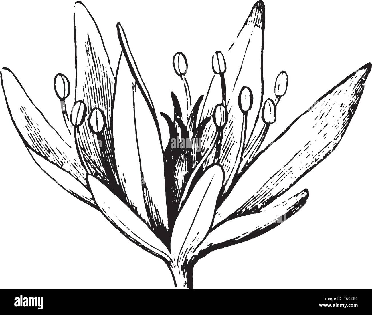 Long stigma flower Stock Vector Images - Alamy
