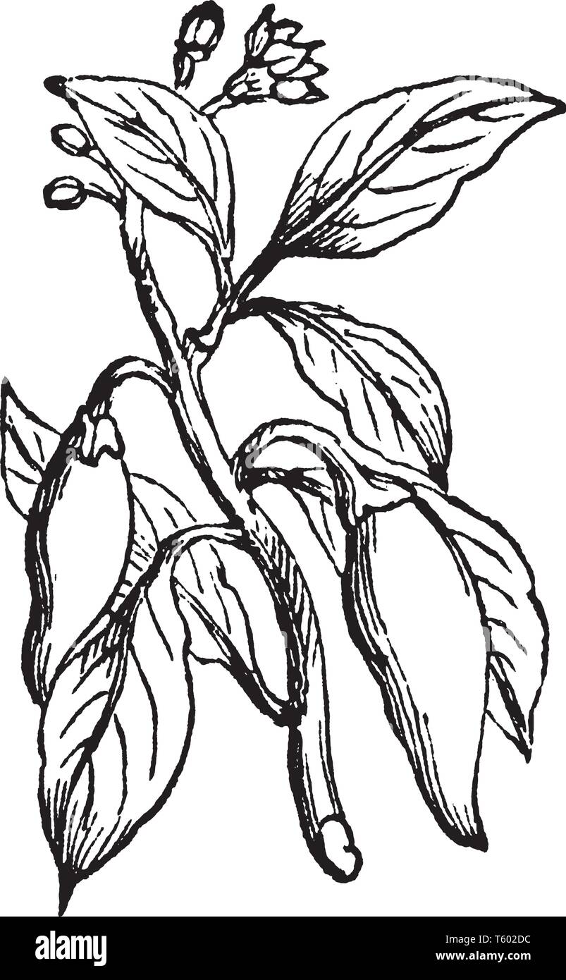 American nightshade Stock Vector Images - Alamy