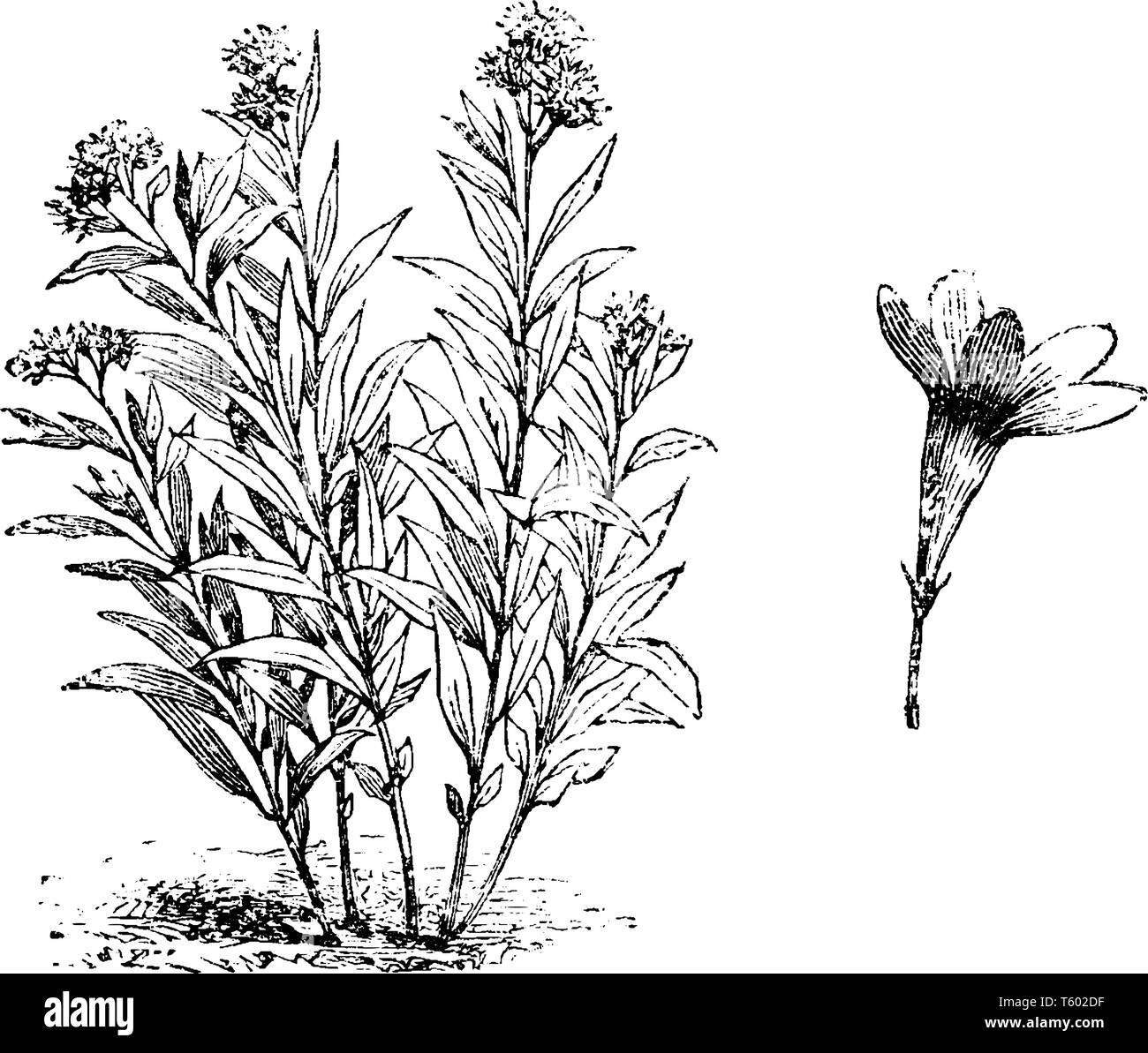 Showing blue light Stock Vector Images - Alamy