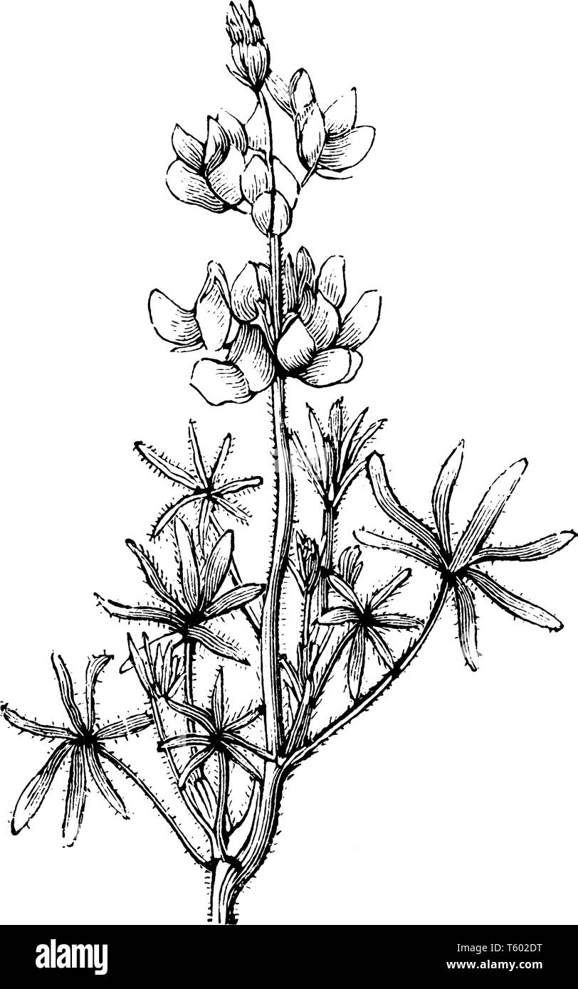 A picture is showing a branch and flower of Dwarf Lupine also called as ...