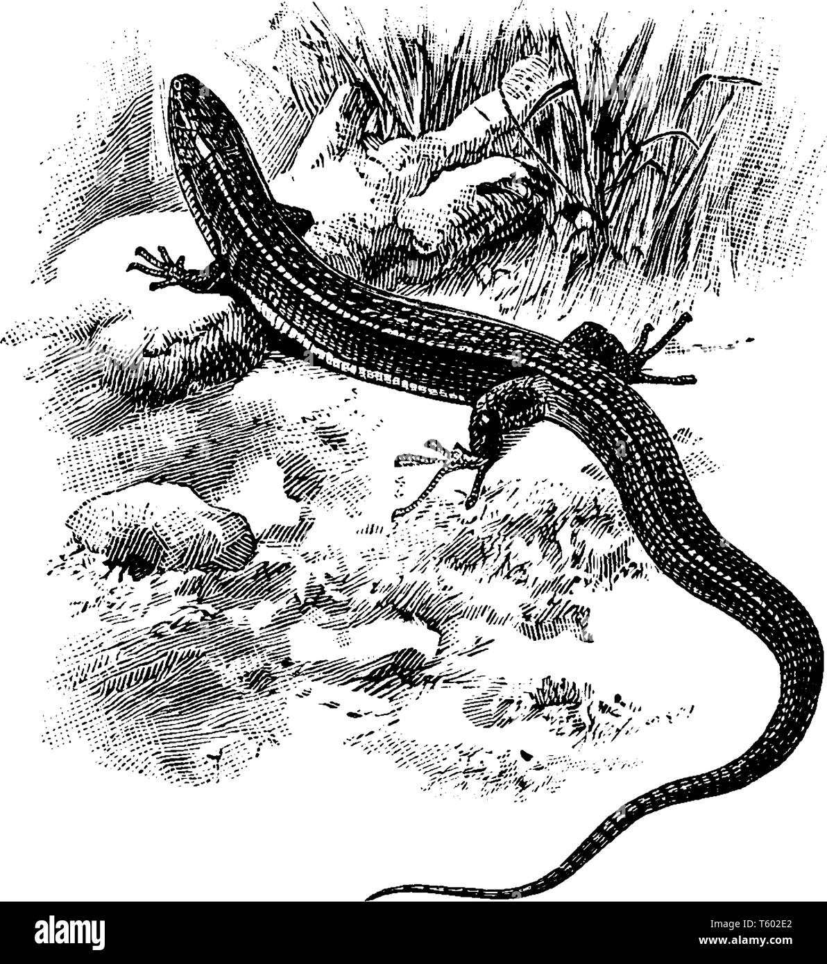 Yellow Throated Plated Lizard is a reptile in the Gerrhosauridae family ...