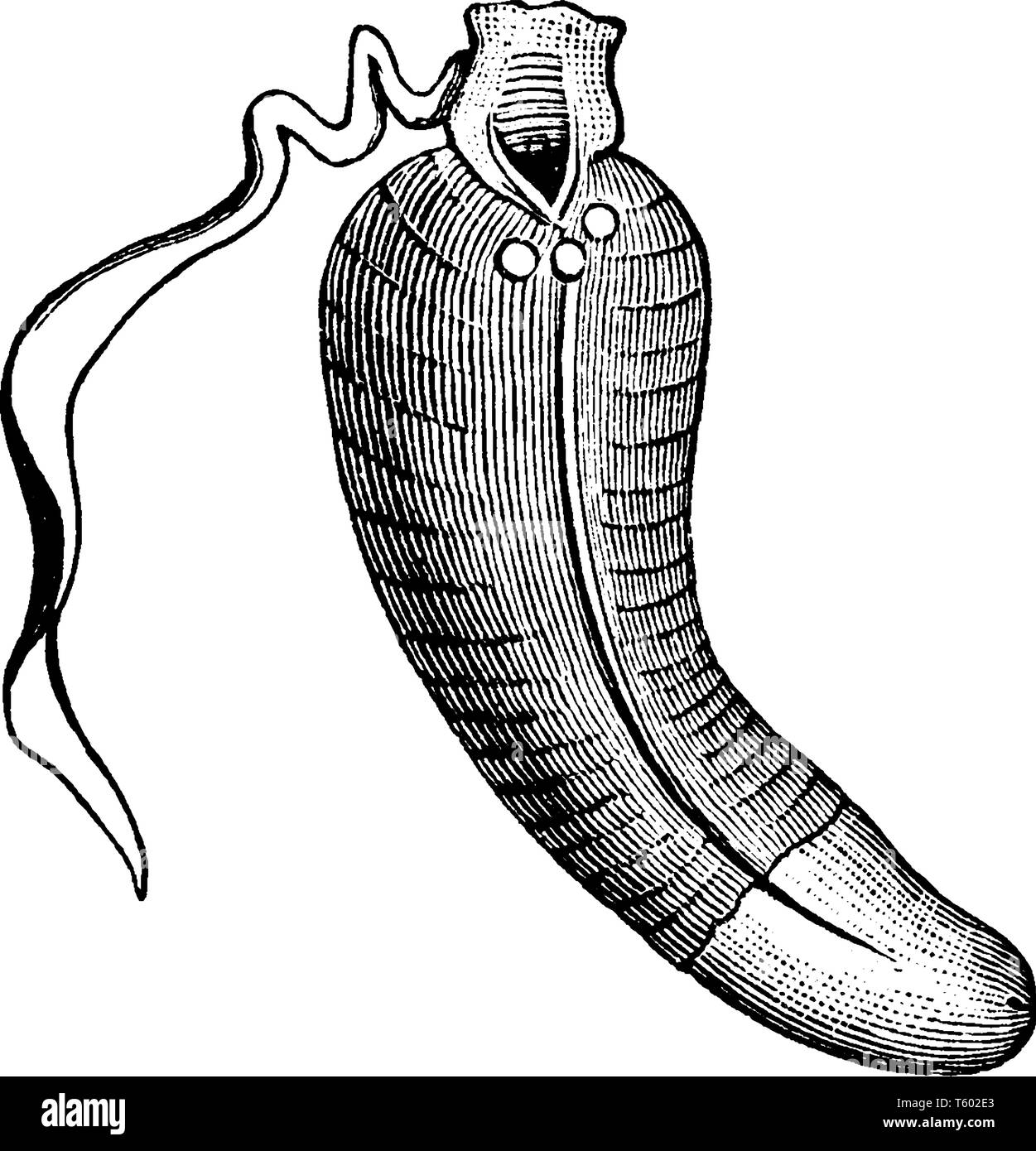 Annelids hi-res stock photography and images - Alamy