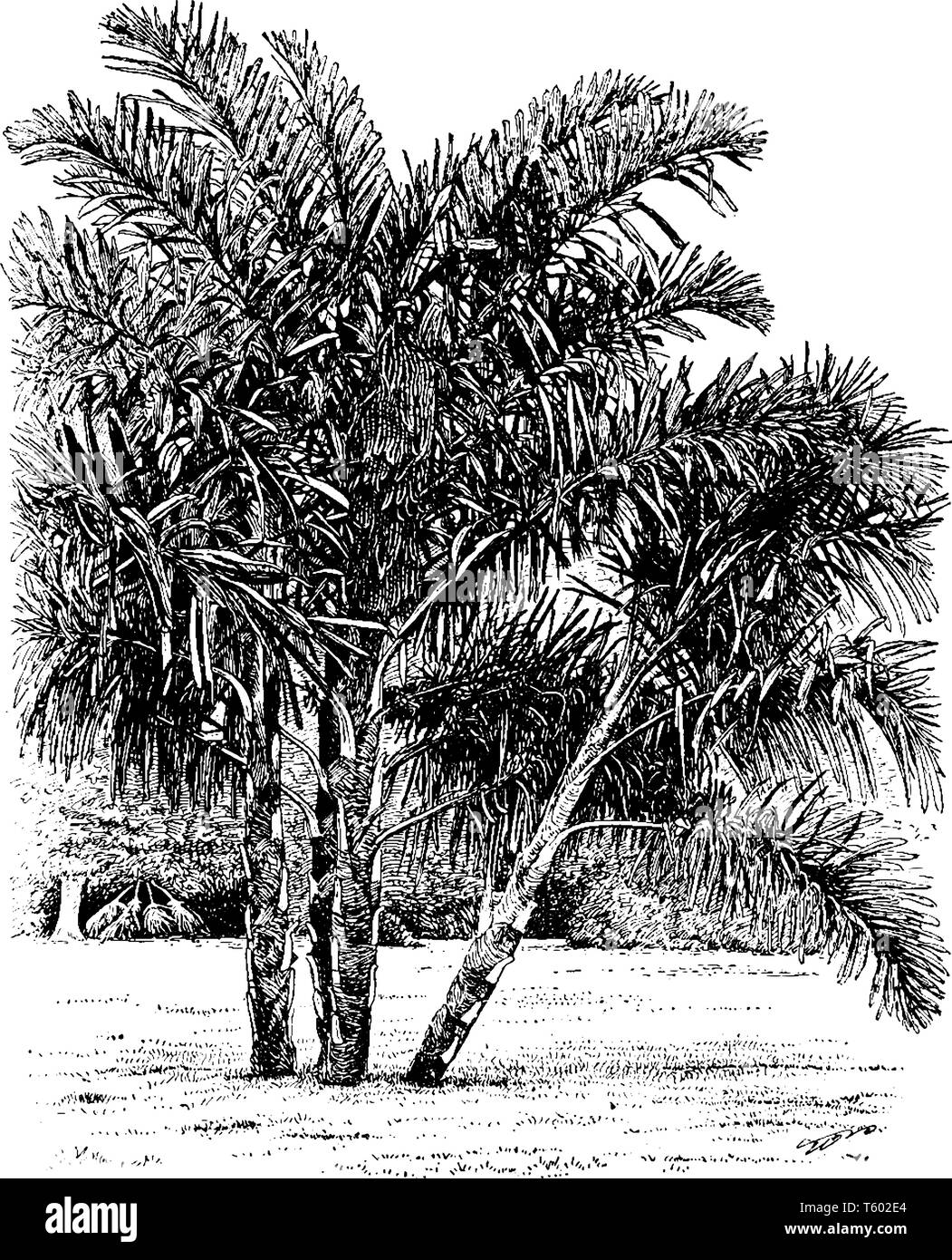 A picture showing trees of Wallichia Disticha. These trees are one out ...