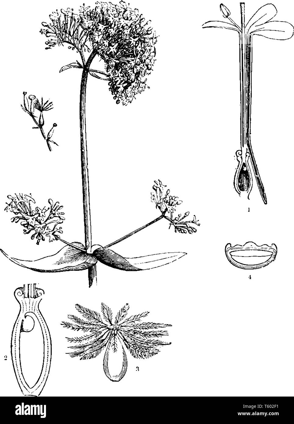 1 8 2 1 cm Black and White Stock Photos & Images - Alamy