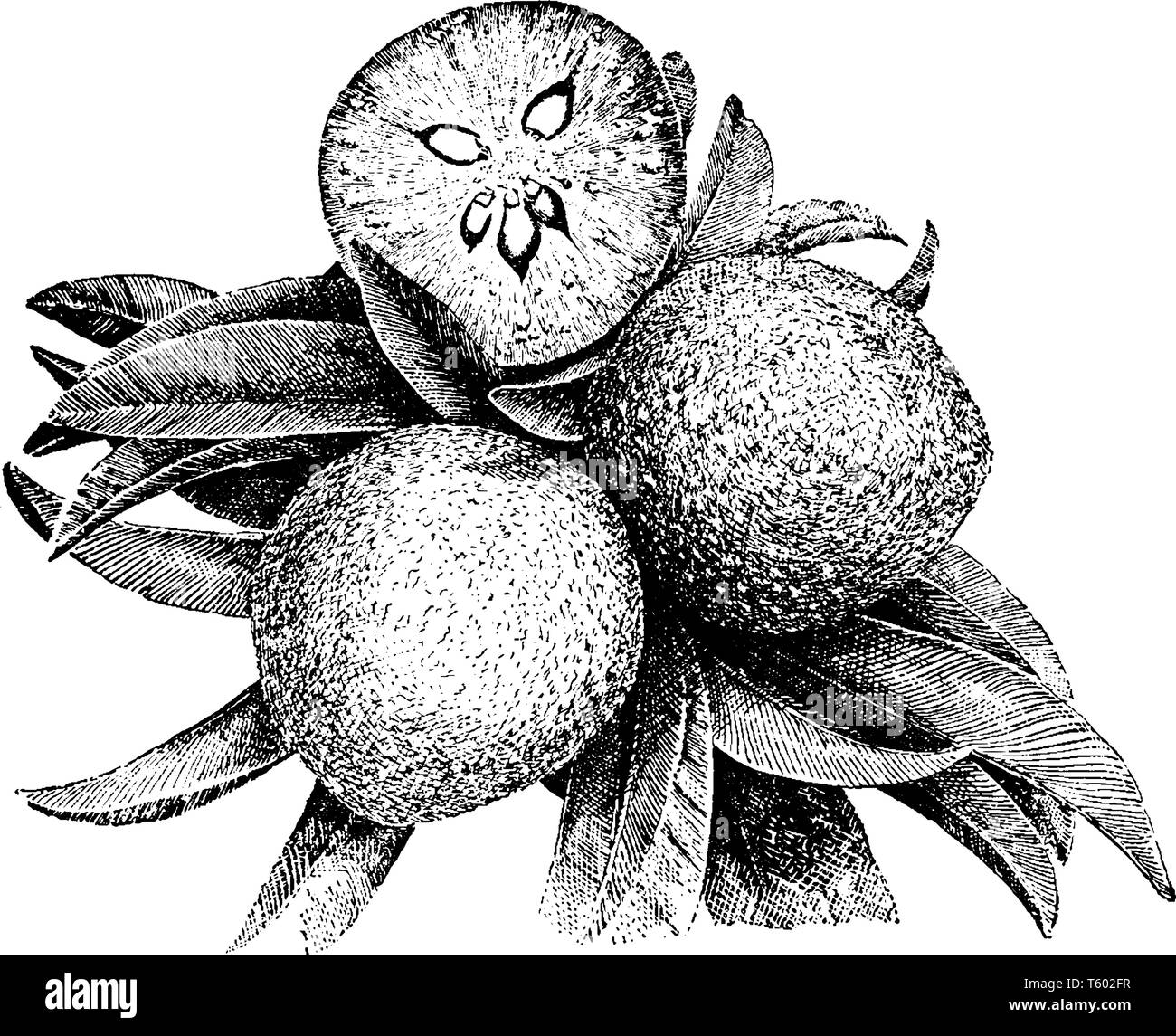 Commonly known as the sapodilla fruit has an exceptionally sweet hi-res ...