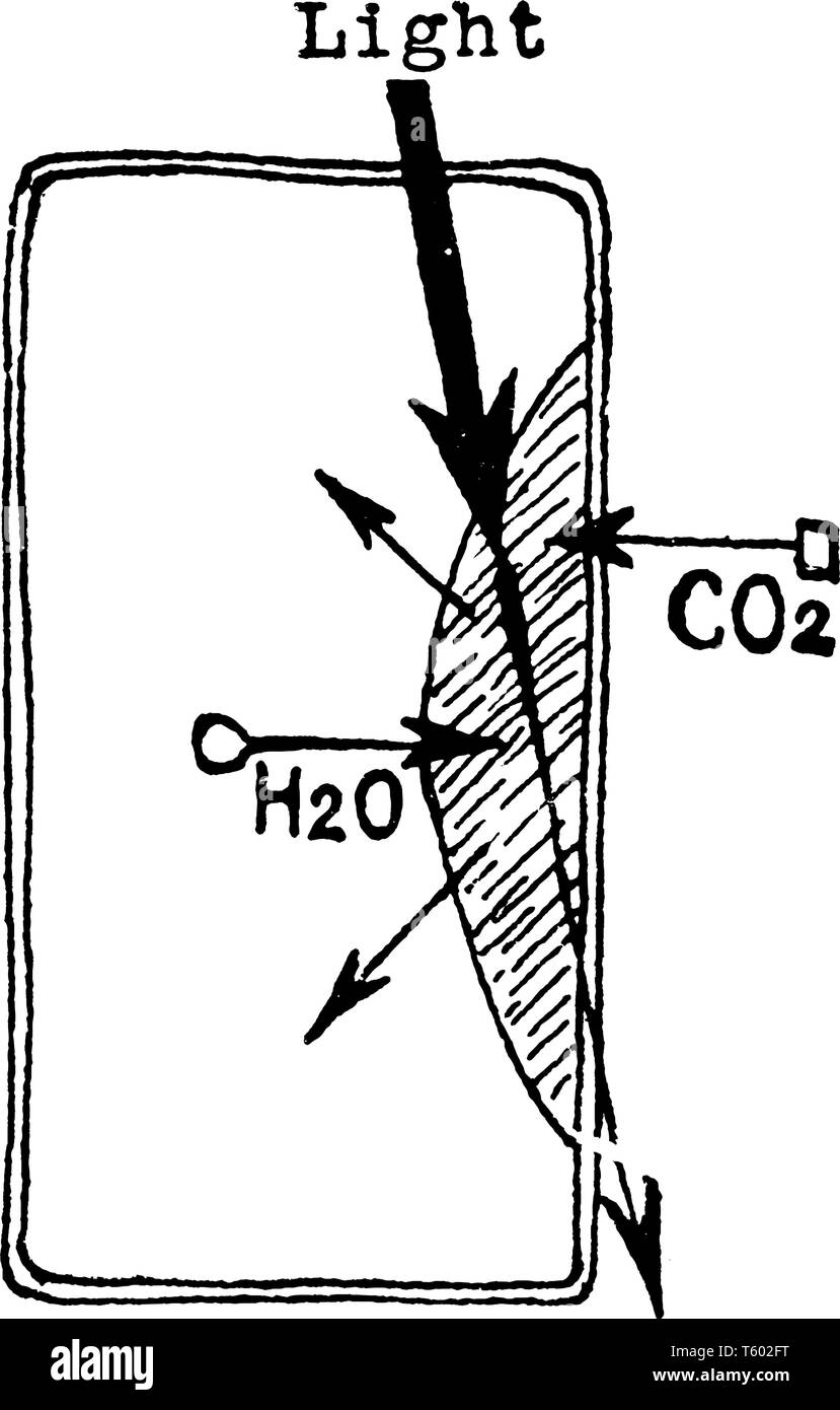 Palisade cell hi-res stock photography and images - Alamy