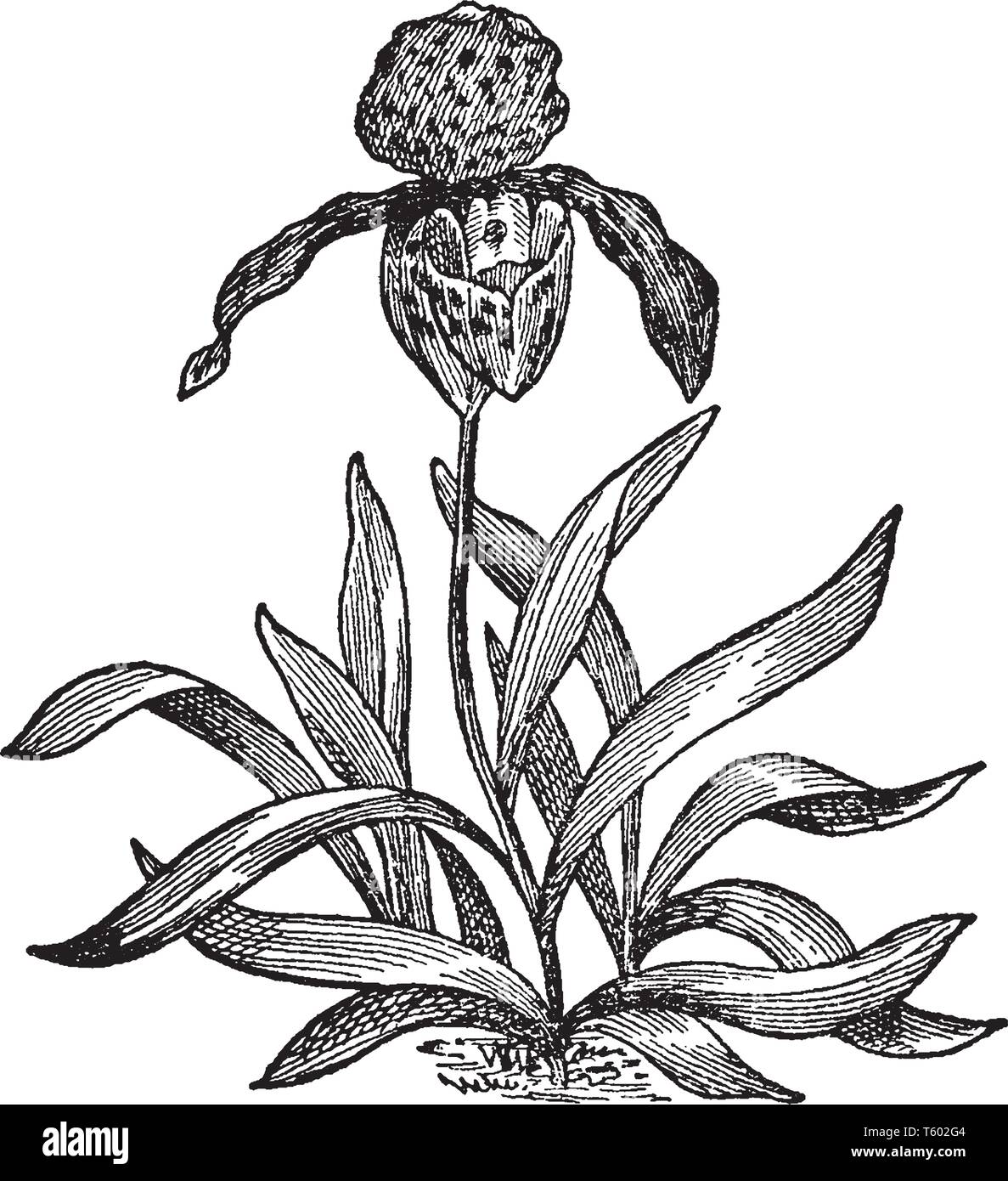 Lady's Slipper plants roots use for medicine. Of this plant three ...