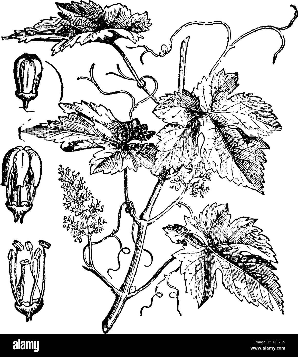 Grape vine Stock Vector Images - Alamy