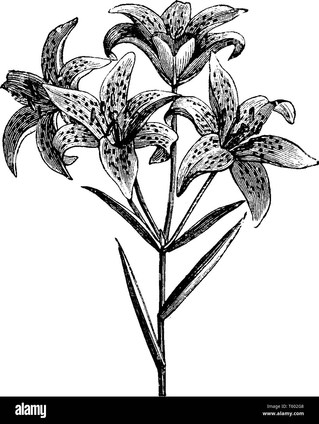 This picture is showing the large flowers growing in the plant, vintage ...