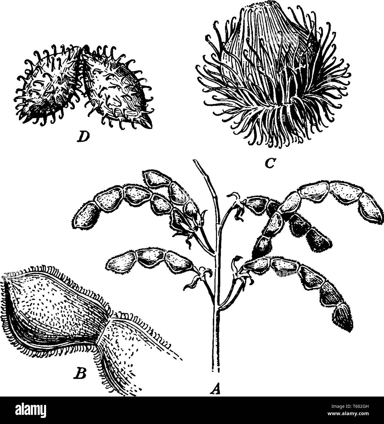 Seed hooks Stock Vector Images - Alamy