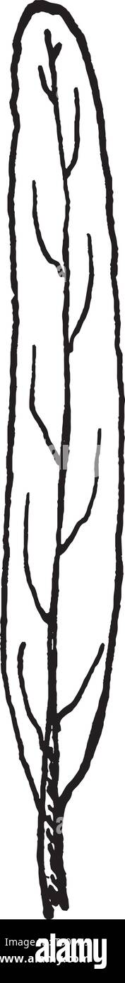 This is a linear shape of a leaf. It is a long and narrow, vintage line ...