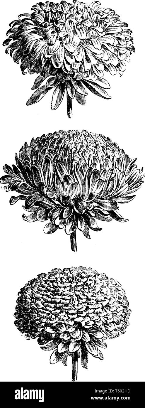 This is a picture of Flower-Heads of Callistephus Chinensis Vars. The ...