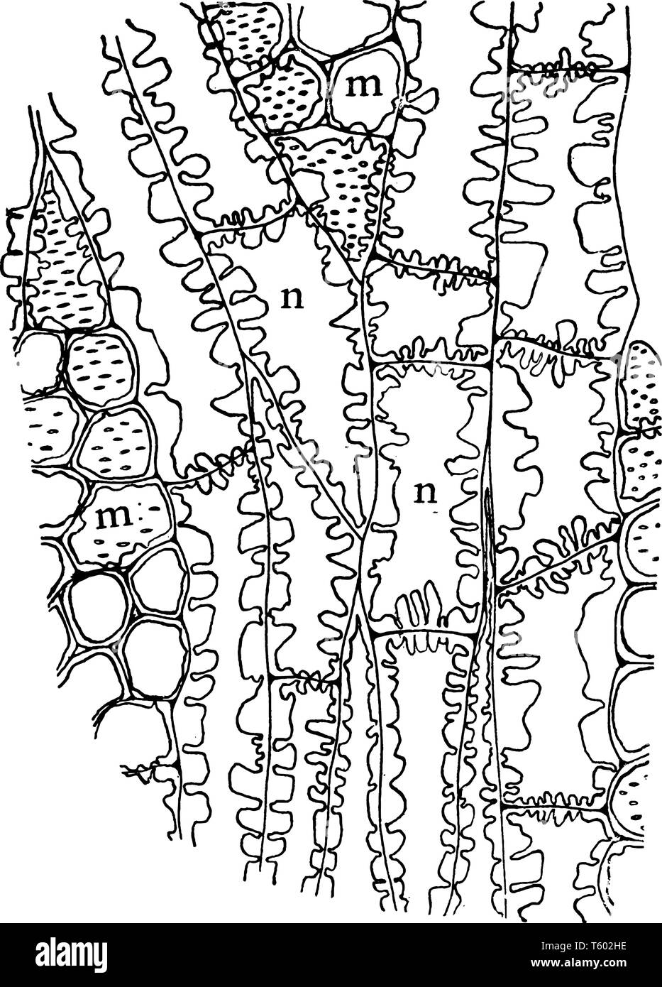 This image showing a yellow poplar wood. This diagram showing an inner ...