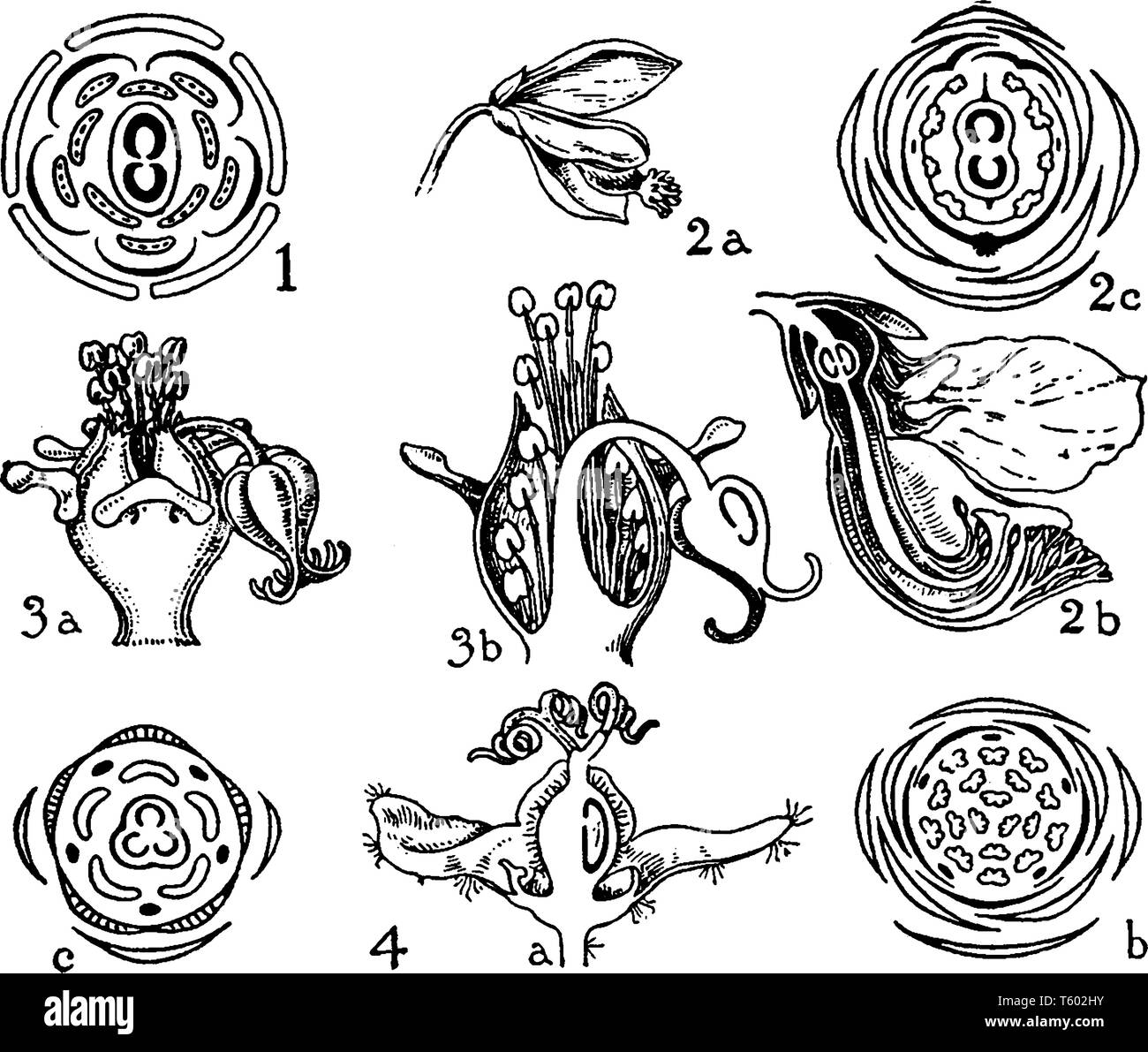 Tremandraceae hi-res stock photography and images - Alamy